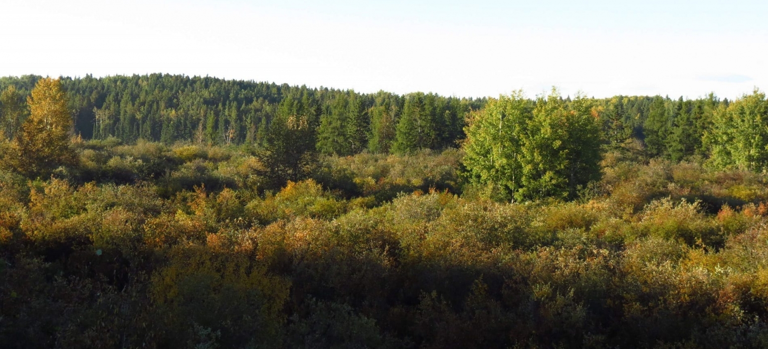 Natural Surroundings - Lazy M Lodge